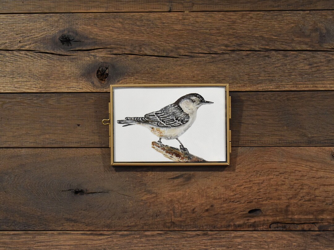 White-breasted Nuthatch Wild Bird 4x6 Watercolor Print - Etsy