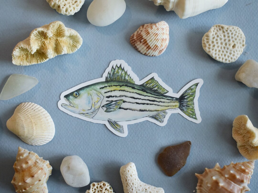 Striped Bass Fish Watercolor Vinyl Sticker - Etsy