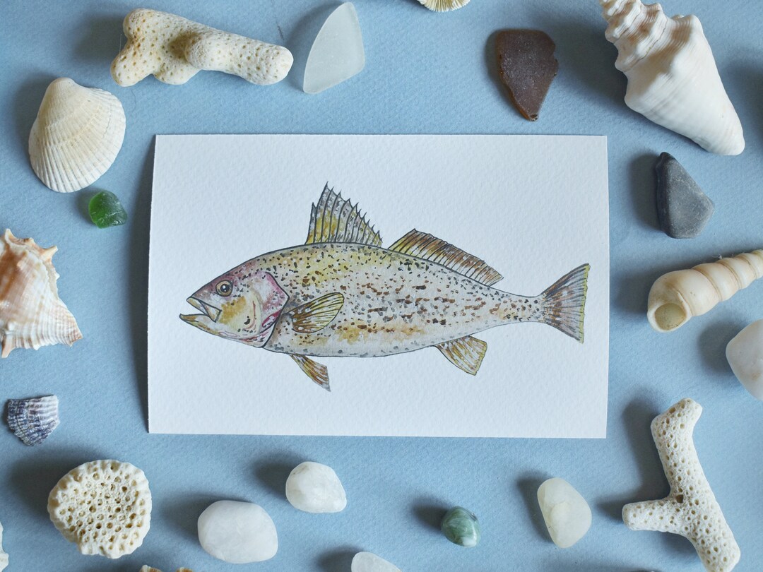 Weakfish Atlantic Fish 4x6 Watercolor Print - Etsy