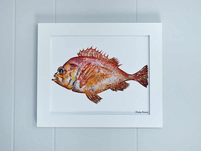 Acadian Redfish Atlantic Fish Watercolor Prints, 4x6 and 8x10 - Etsy