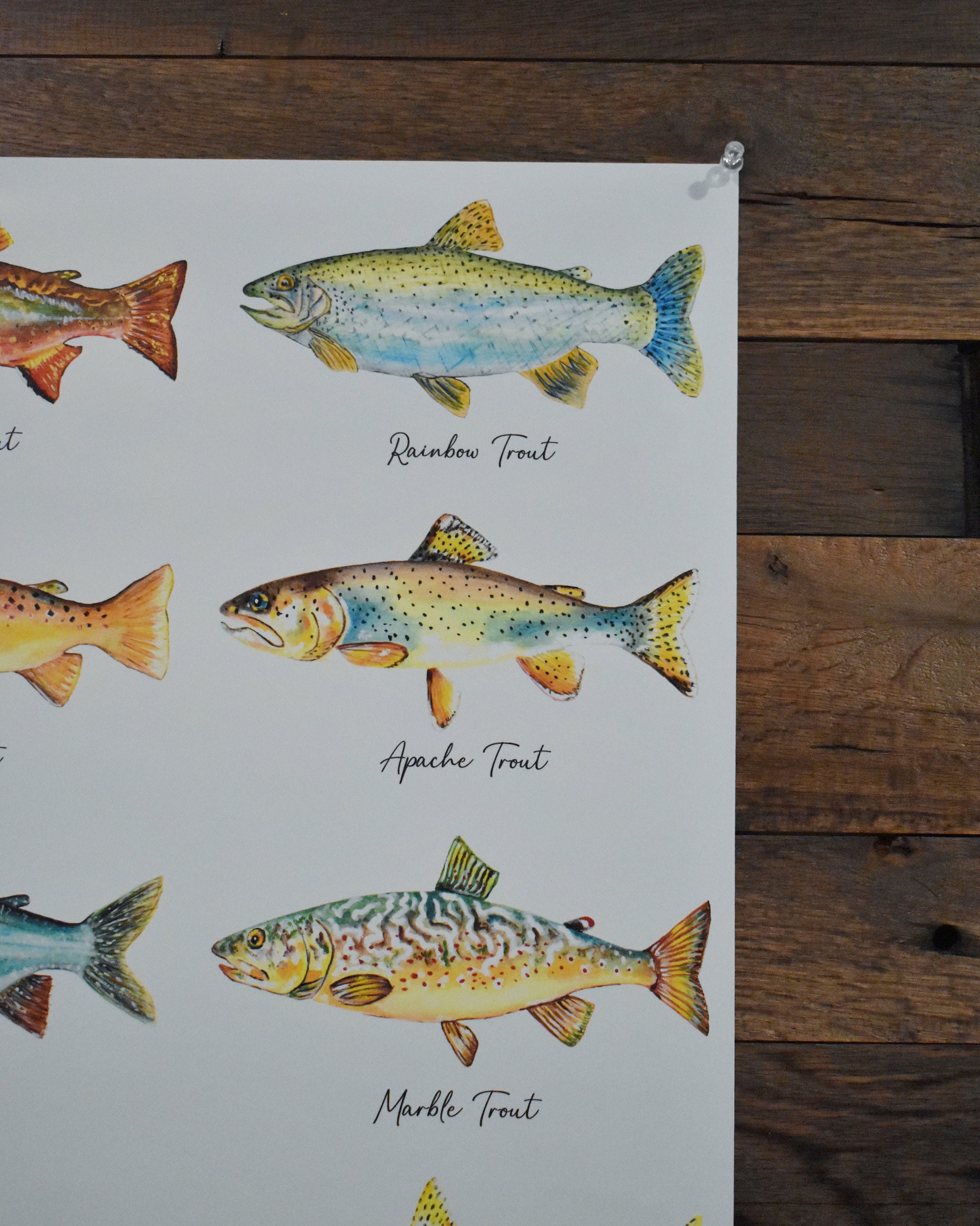 North American Trout Watercolor Poster - Etsy