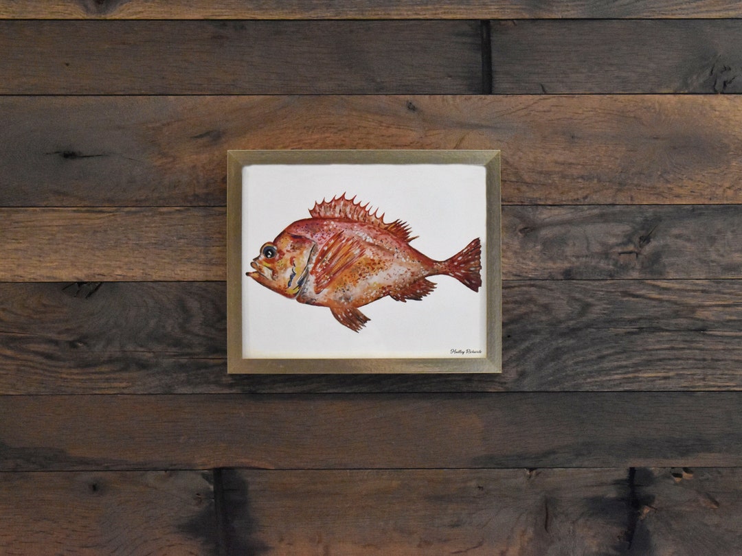 Acadian Redfish Atlantic Fish 8x10 Watercolor Print - Etsy