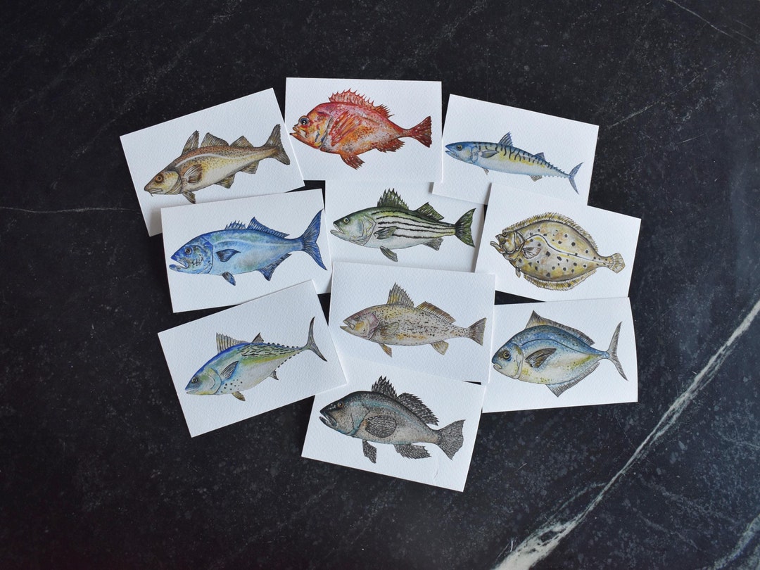 New England Saltwater Fish Watercolor 4x6 Assorted Prints - Etsy