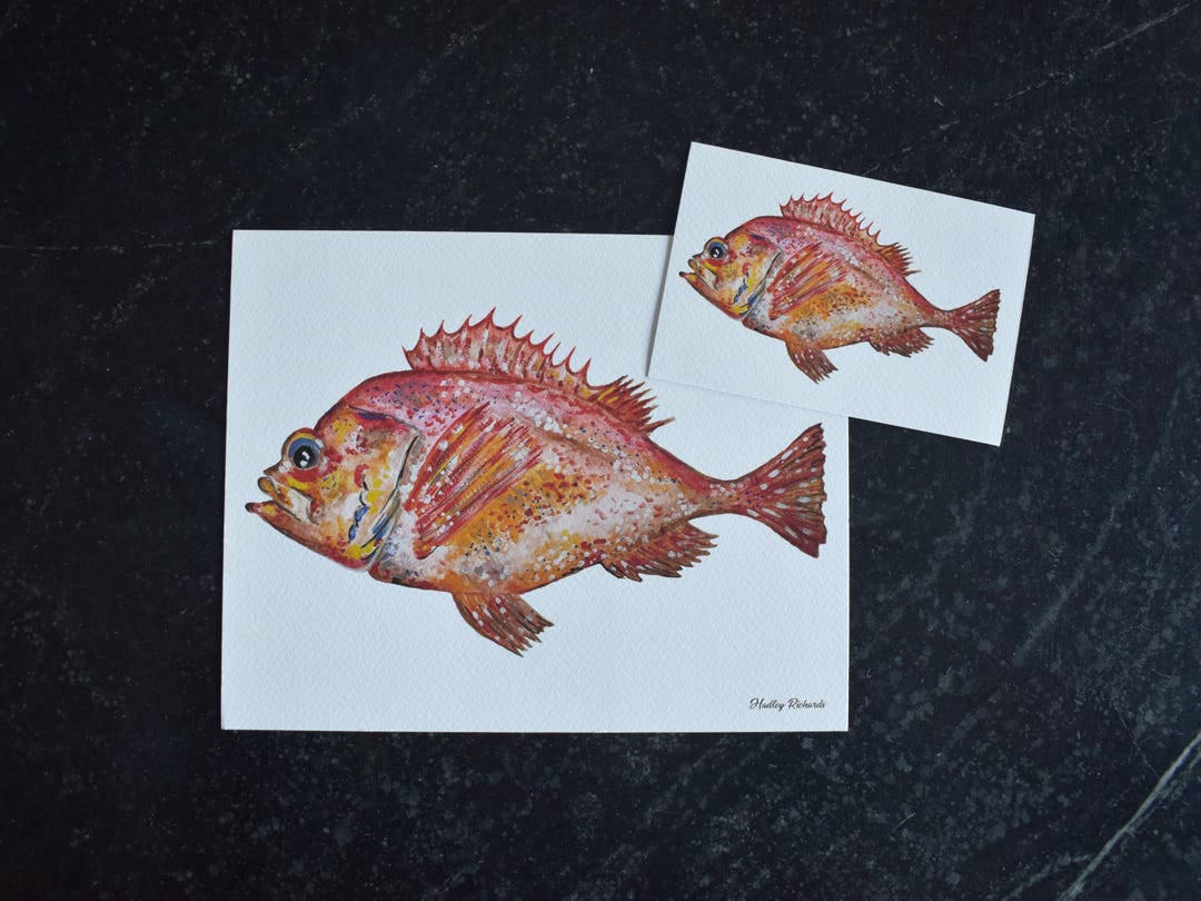 Acadian Redfish Atlantic Fish Watercolor Prints, 4x6 and 8x10 - Etsy