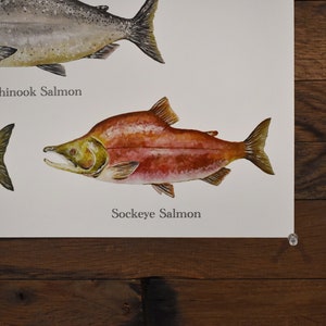 Salmon Fish Watercolor Poster - Etsy