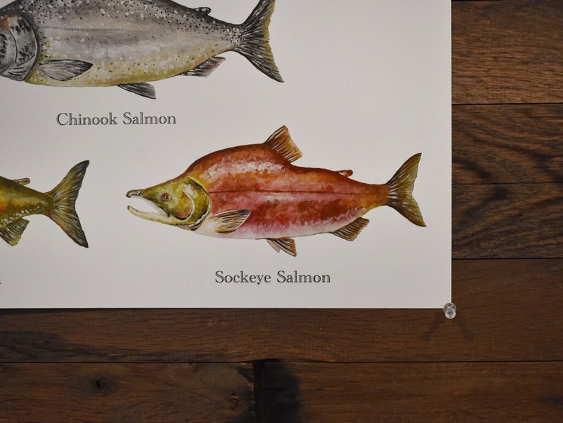 Salmon Fish Watercolor Poster - Etsy