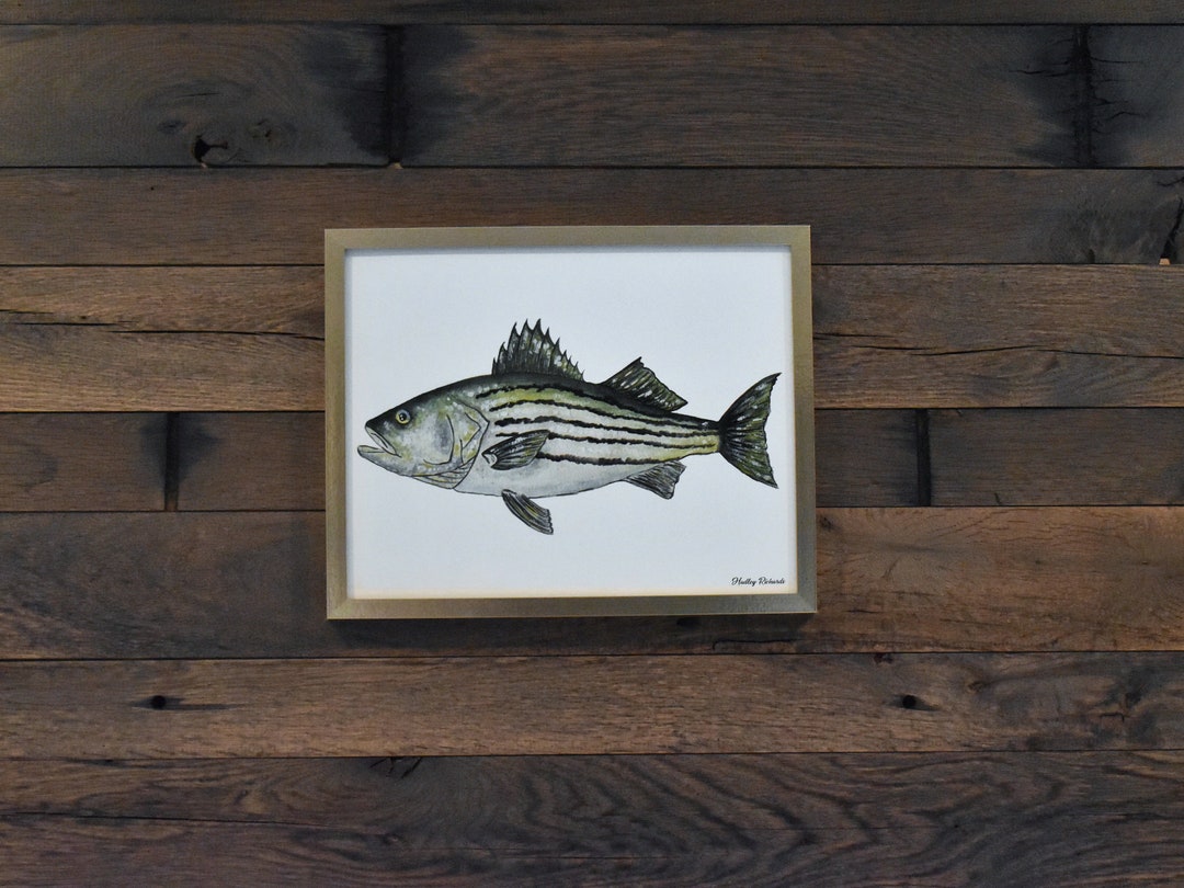 Striped Bass Fish 11x14 Watercolor Print - Etsy