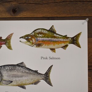 Salmon Fish Watercolor Poster - Etsy