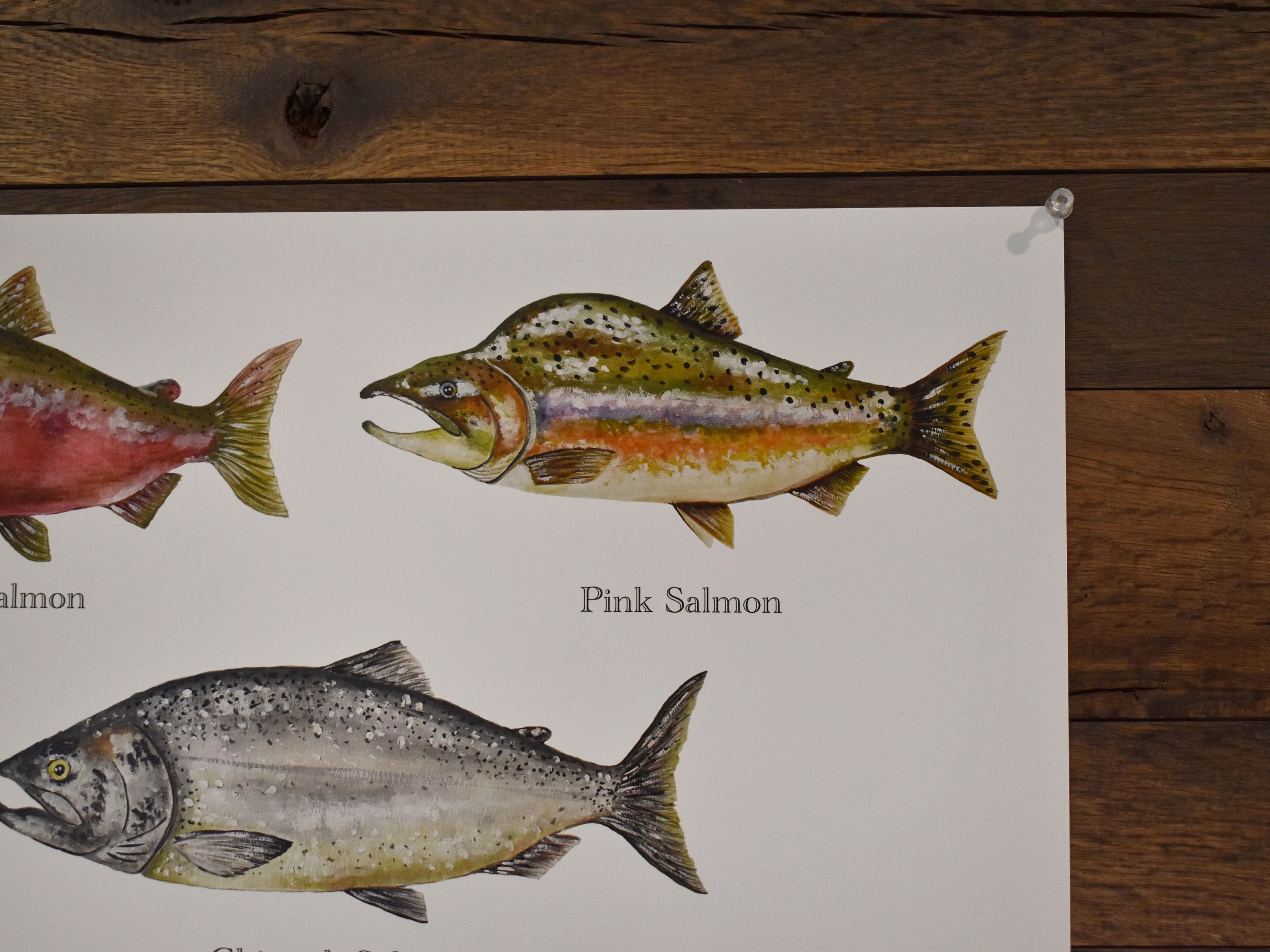 Salmon Fish Watercolor Poster - Etsy