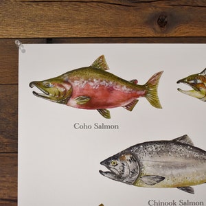 Salmon Fish Watercolor Poster - Etsy