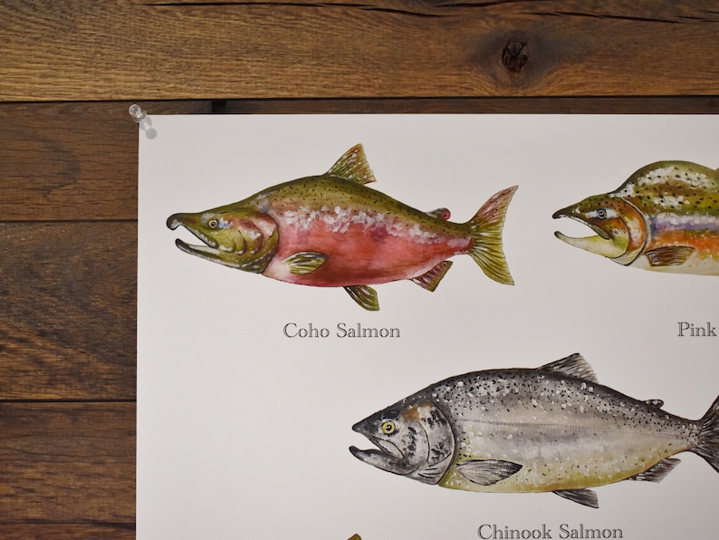 Salmon Fish Watercolor Poster - Etsy