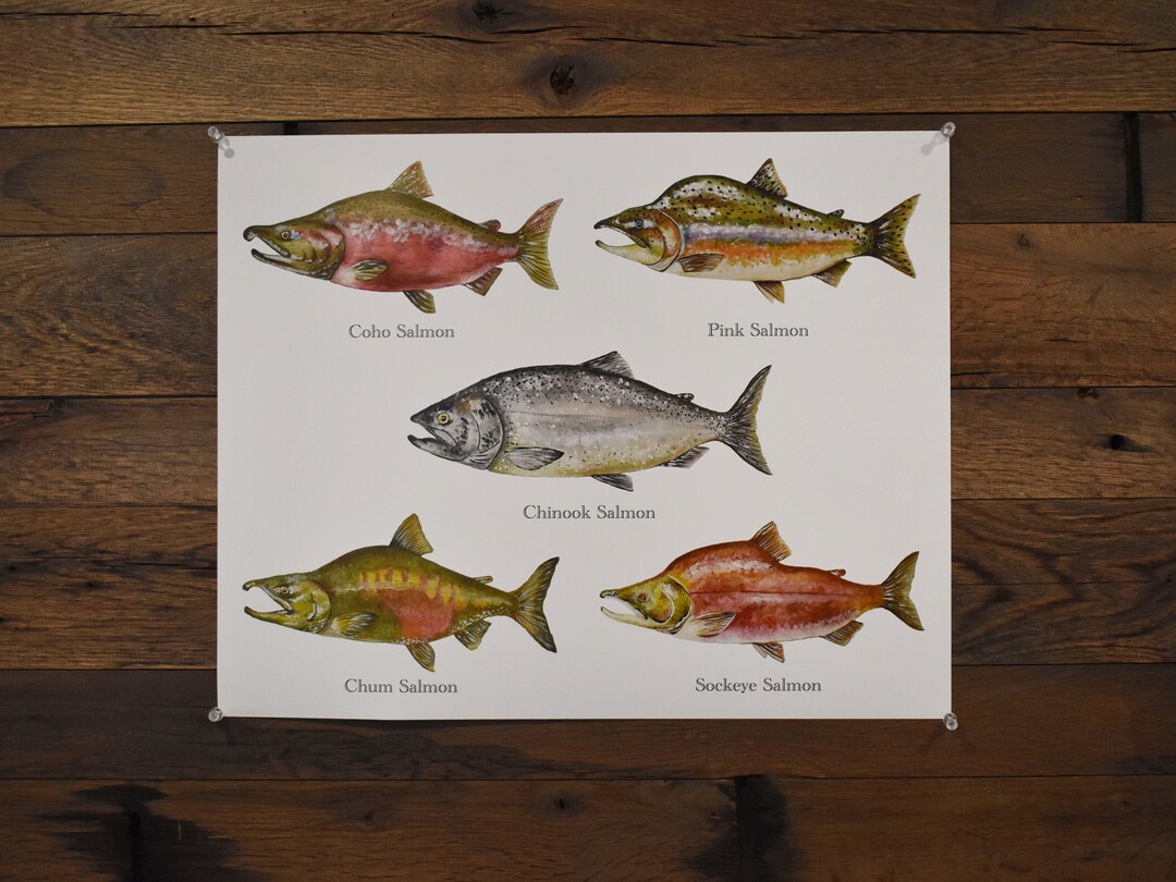 Salmon Fish Watercolor Poster - Etsy