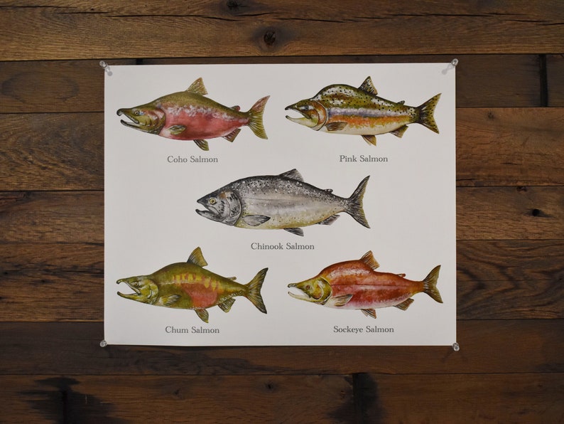 Salmon Fish Watercolor Poster - Etsy