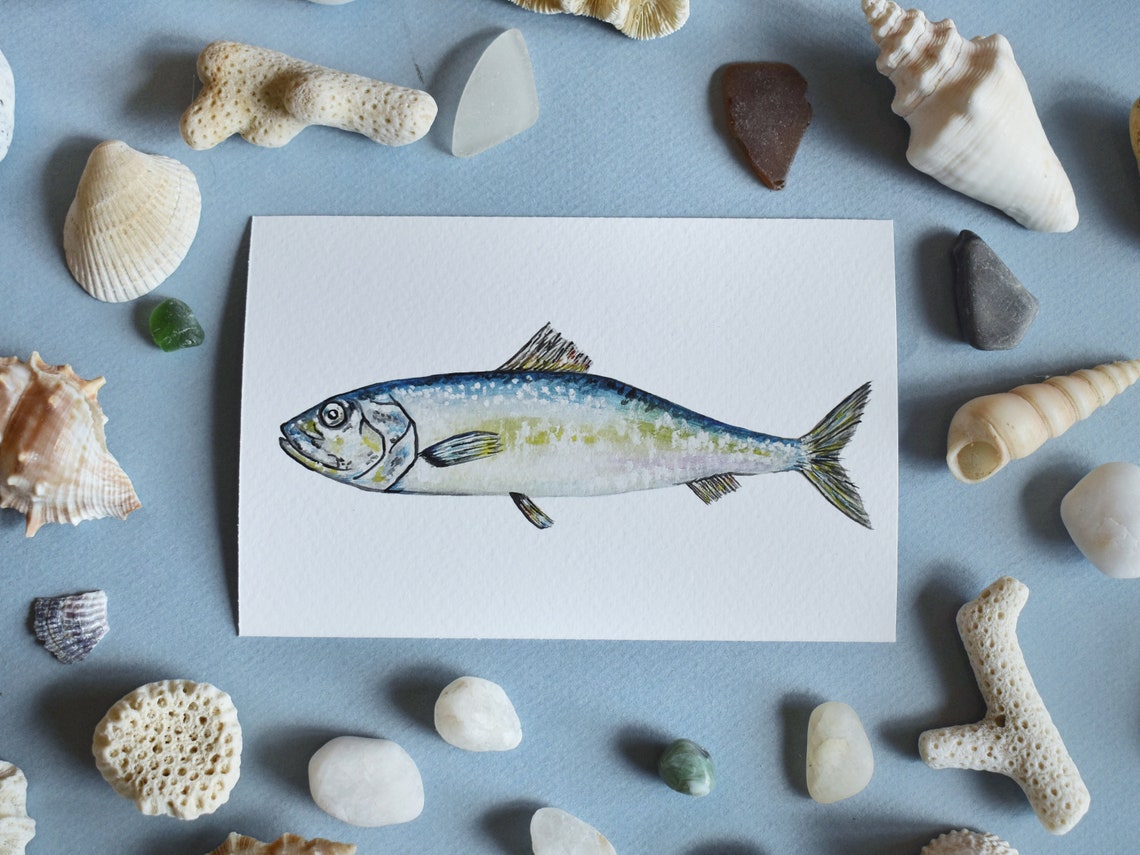 Atlantic Herring Atlantic Fish 4x6 Watercolor Print - Etsy