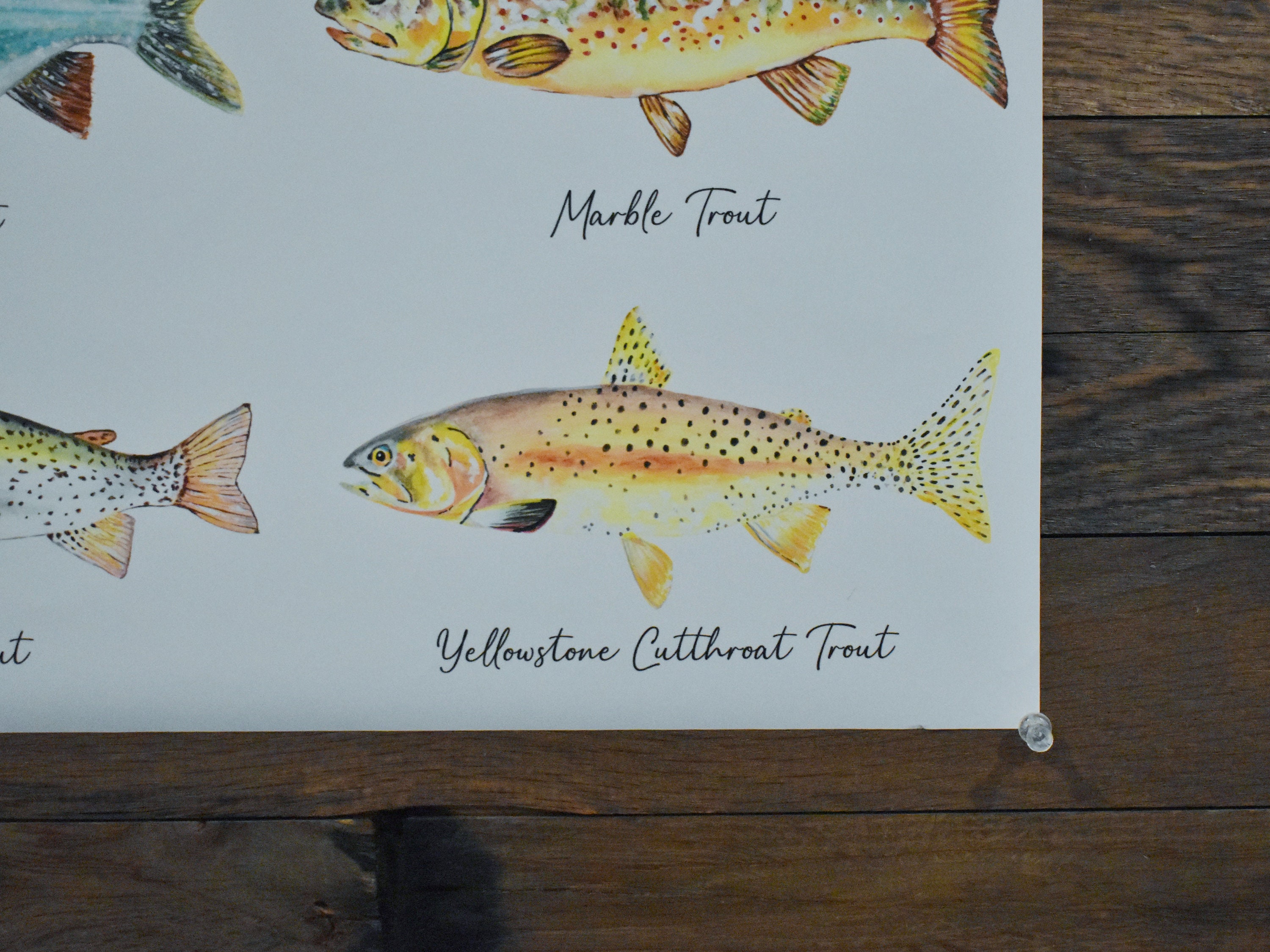 North American Trout Watercolor Poster - Etsy