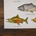 Salmon Fish Watercolor Poster - Etsy