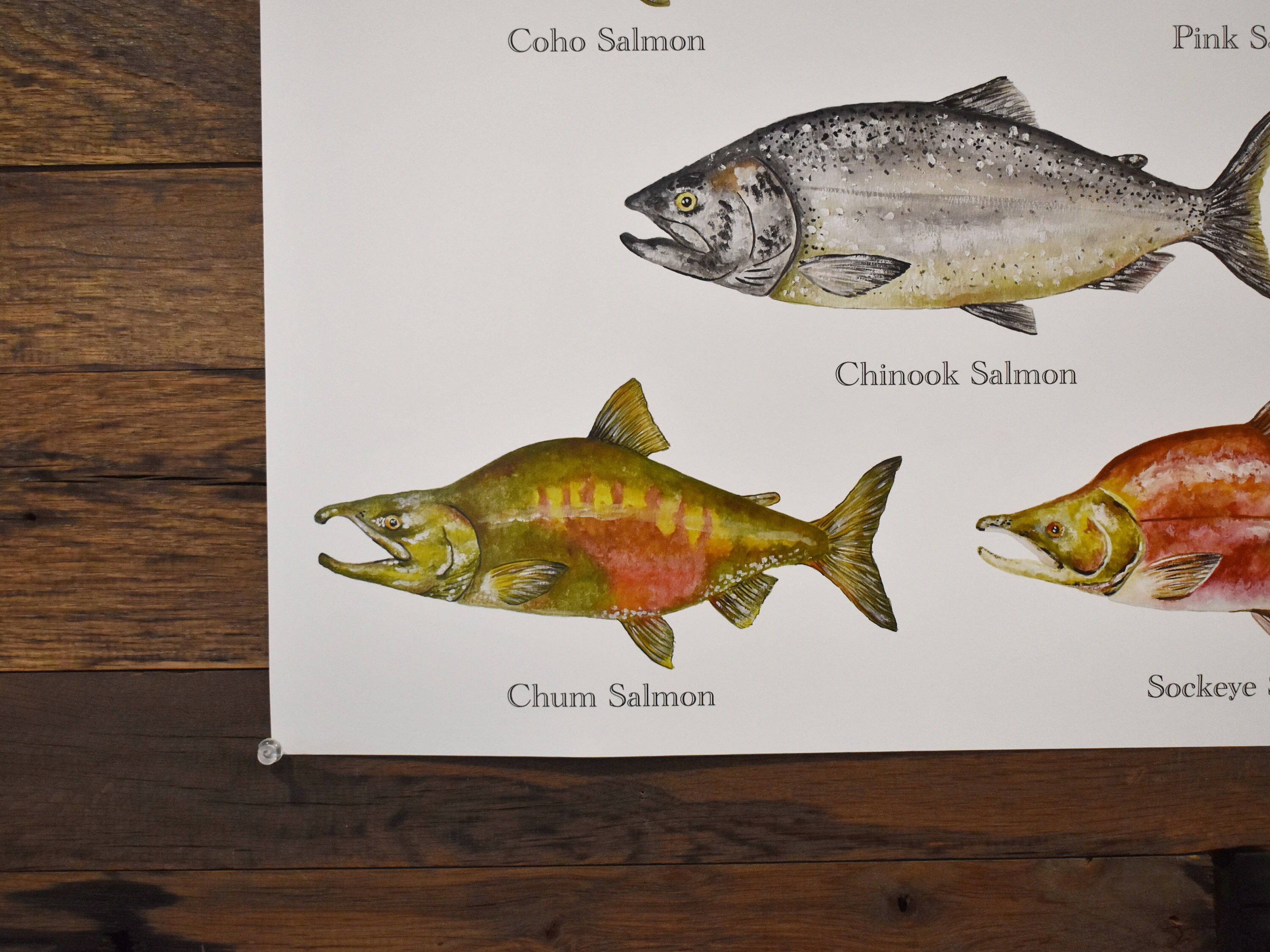 Salmon Fish Watercolor Poster - Etsy
