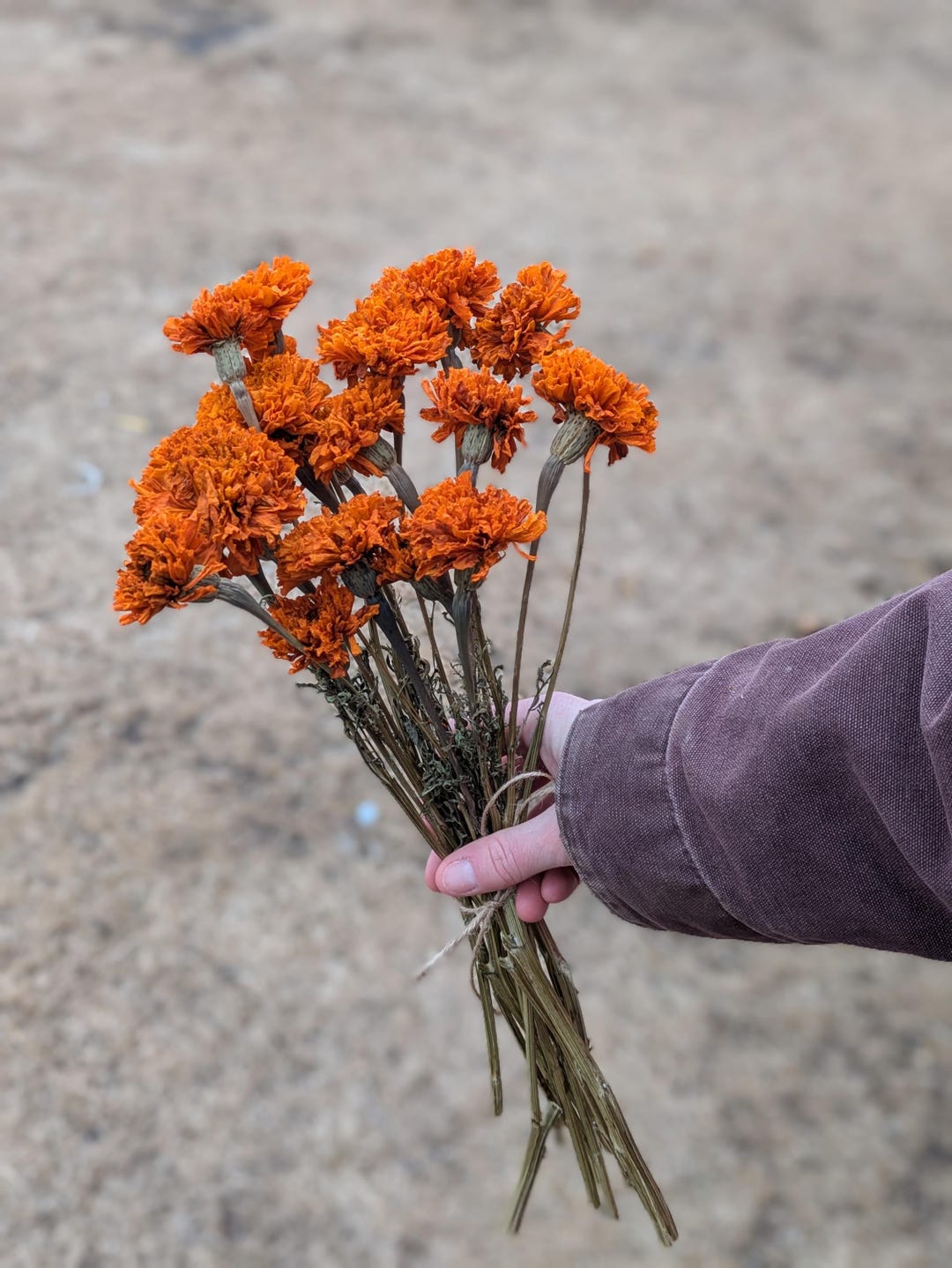 Marigold Dried Flower Bunch, All Natural, Midwest Family Flower Farm ...