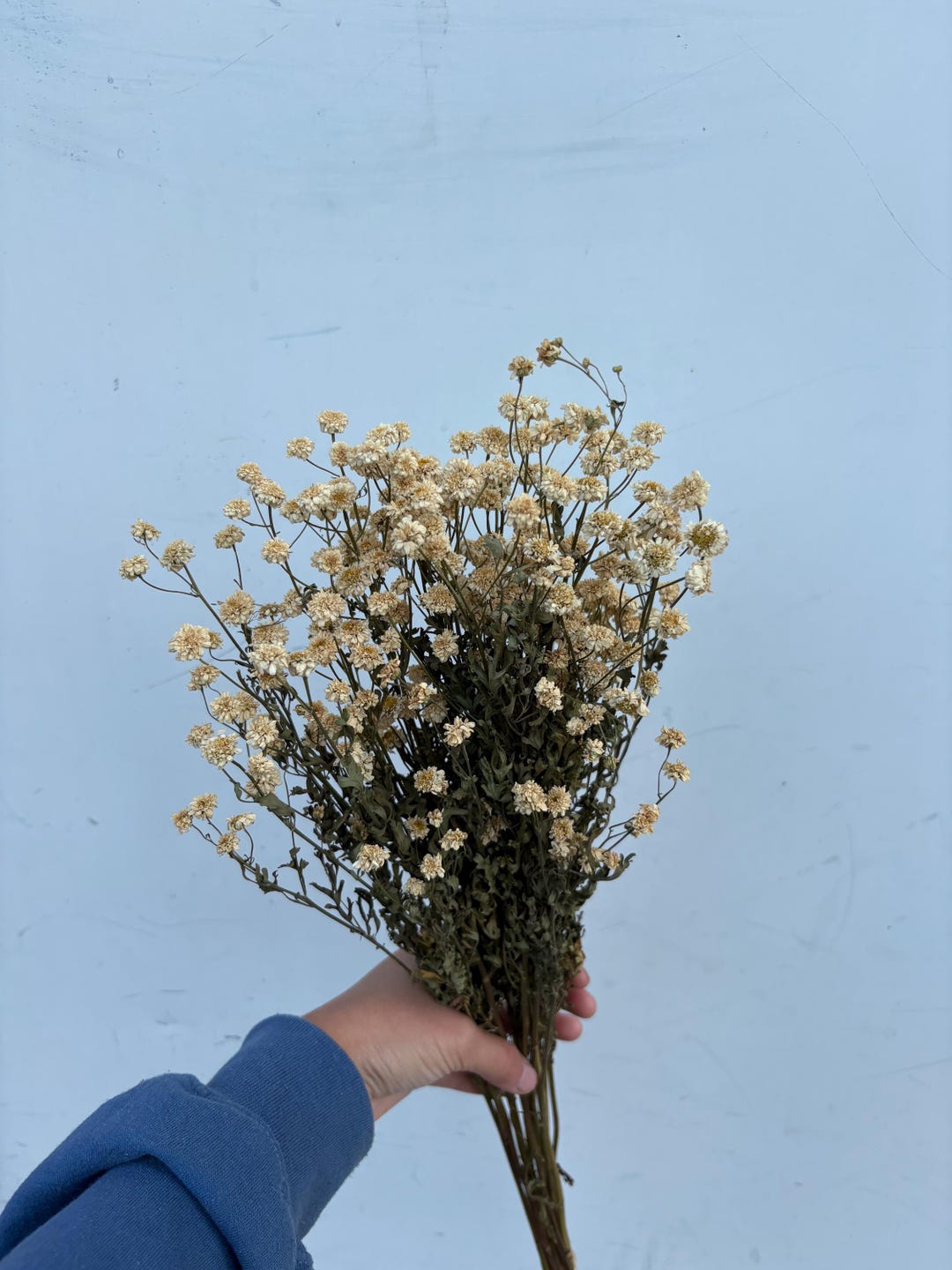 White Feverfew Dried Flower Bunch, Neutral, All Natural, Midwest Family ...