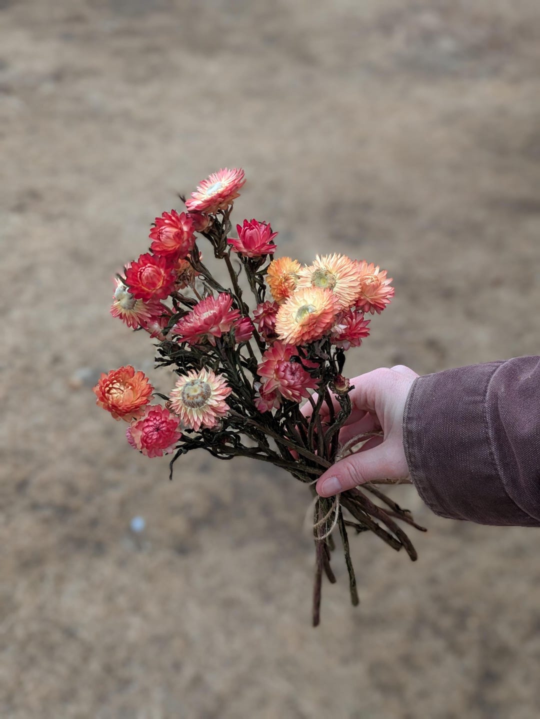 Raspberry Peach Strawflower Dried Flower Bunch, All Natural, Midwest ...