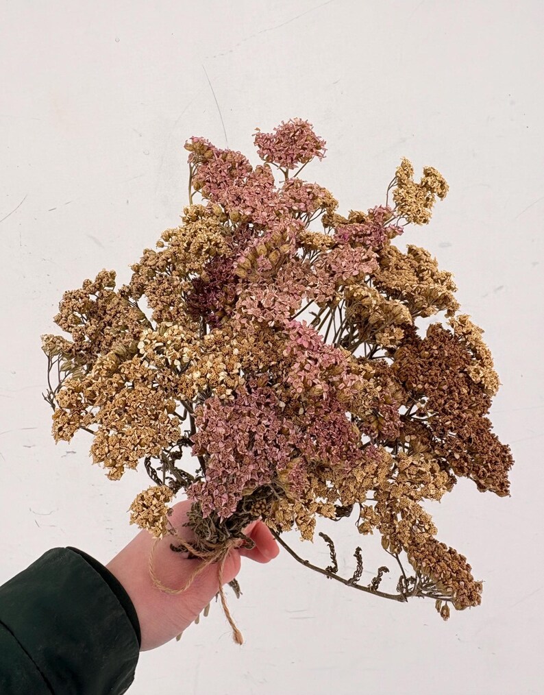 Dried Yarrow Flower Bunch, Farm Grown, All-natural - Etsy