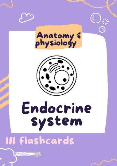 Anatomy and Physiology Flashcards complete Bundle - Etsy
