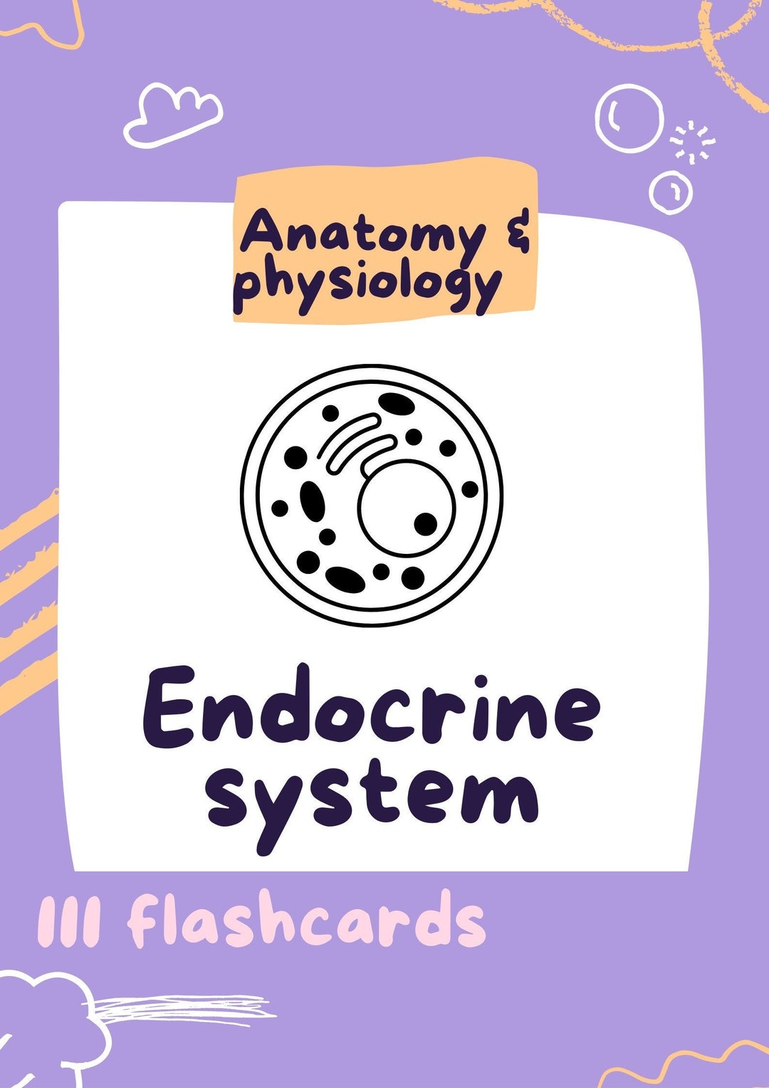 Anatomy and Physiology Endocrine System Flashcards - Etsy Canada