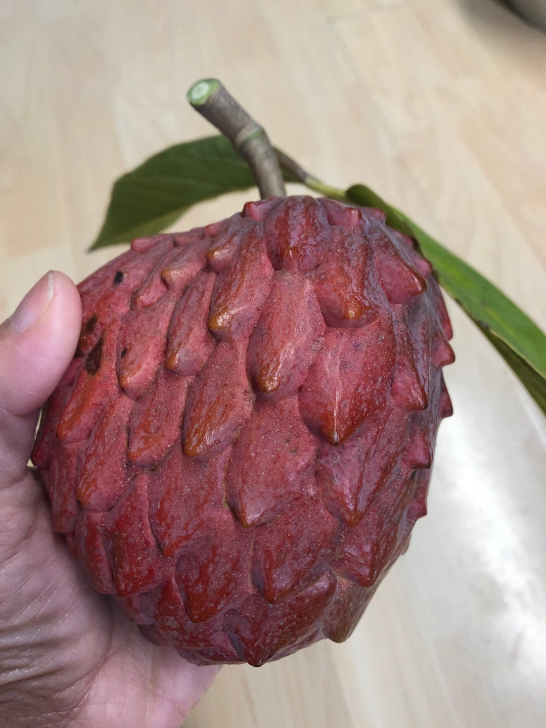 Red Gefner Atemoya 20 Fresh Seeds - Etsy