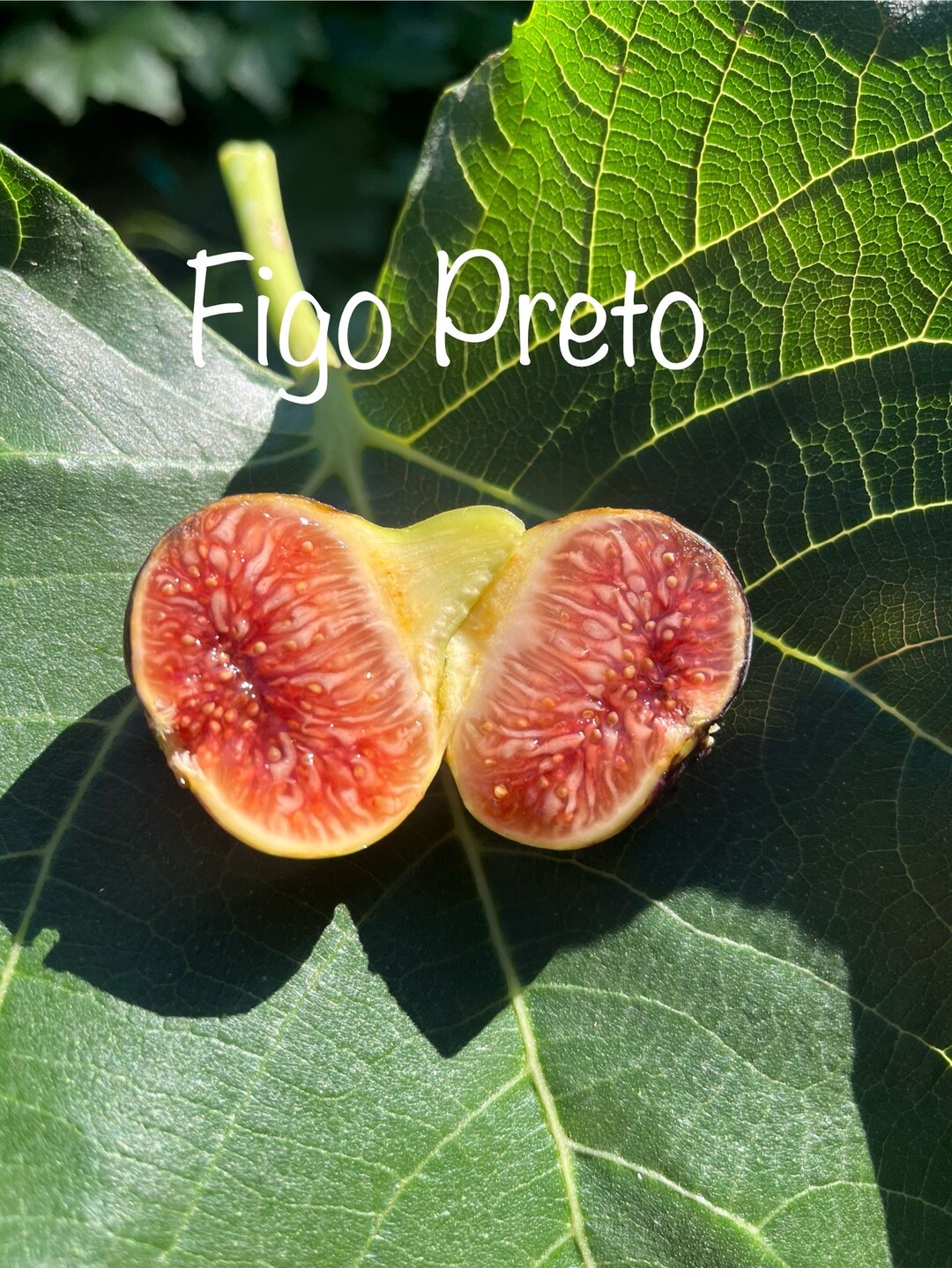 2 Figo Preto Fig Cuttings for Root - Etsy