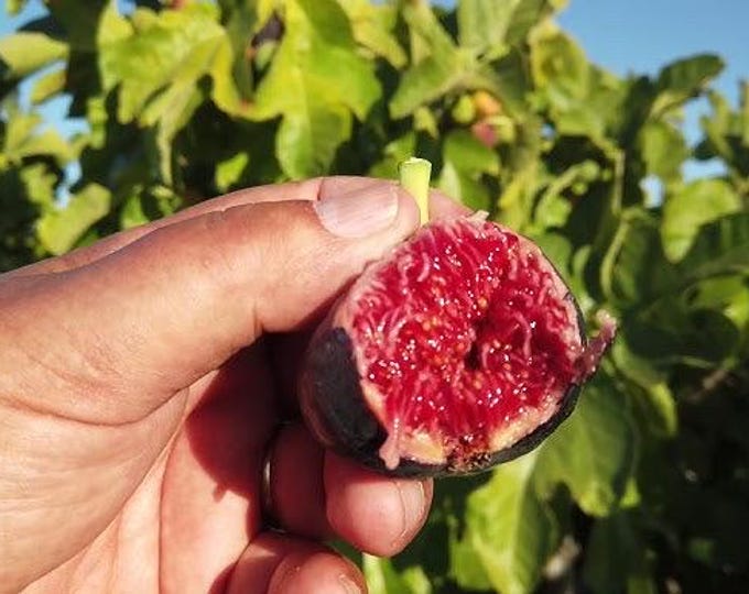 1 Violet Patlican Fig Cutting for Rooting or Grafting - Etsy