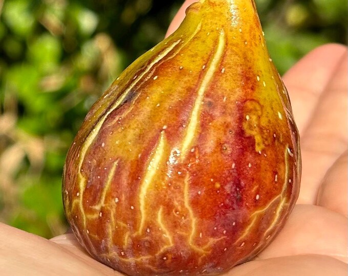1 Cdd Roja Fig Cutting for Rooting or Grafting - Etsy