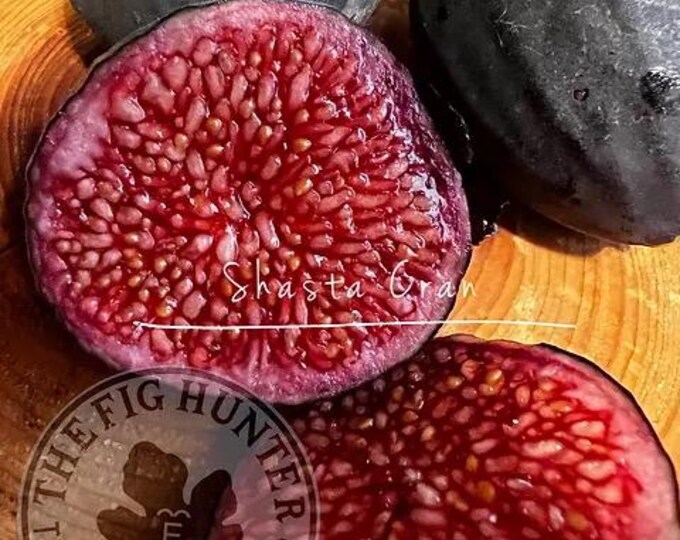 1 Shasta Cranberry Cutting for Rooting or Grafting - Etsy