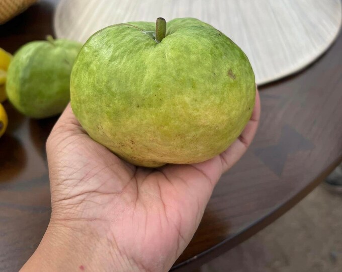 New Variety Diamond Guava- Extremely Sweet, Crunchy and Fragrant 10 ...