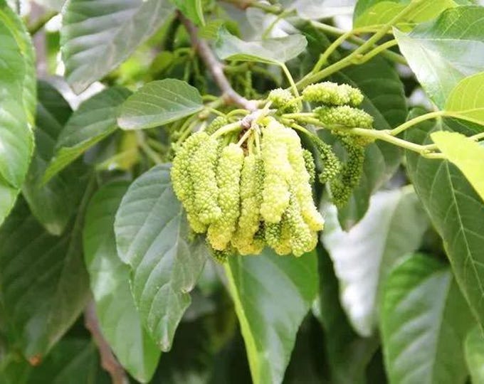 4 White King Pakistan Mulberry Cuttings for Rooting or Grafting - Etsy