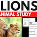 All About Lions Research Project - Animal Study - African Animal Facts ...