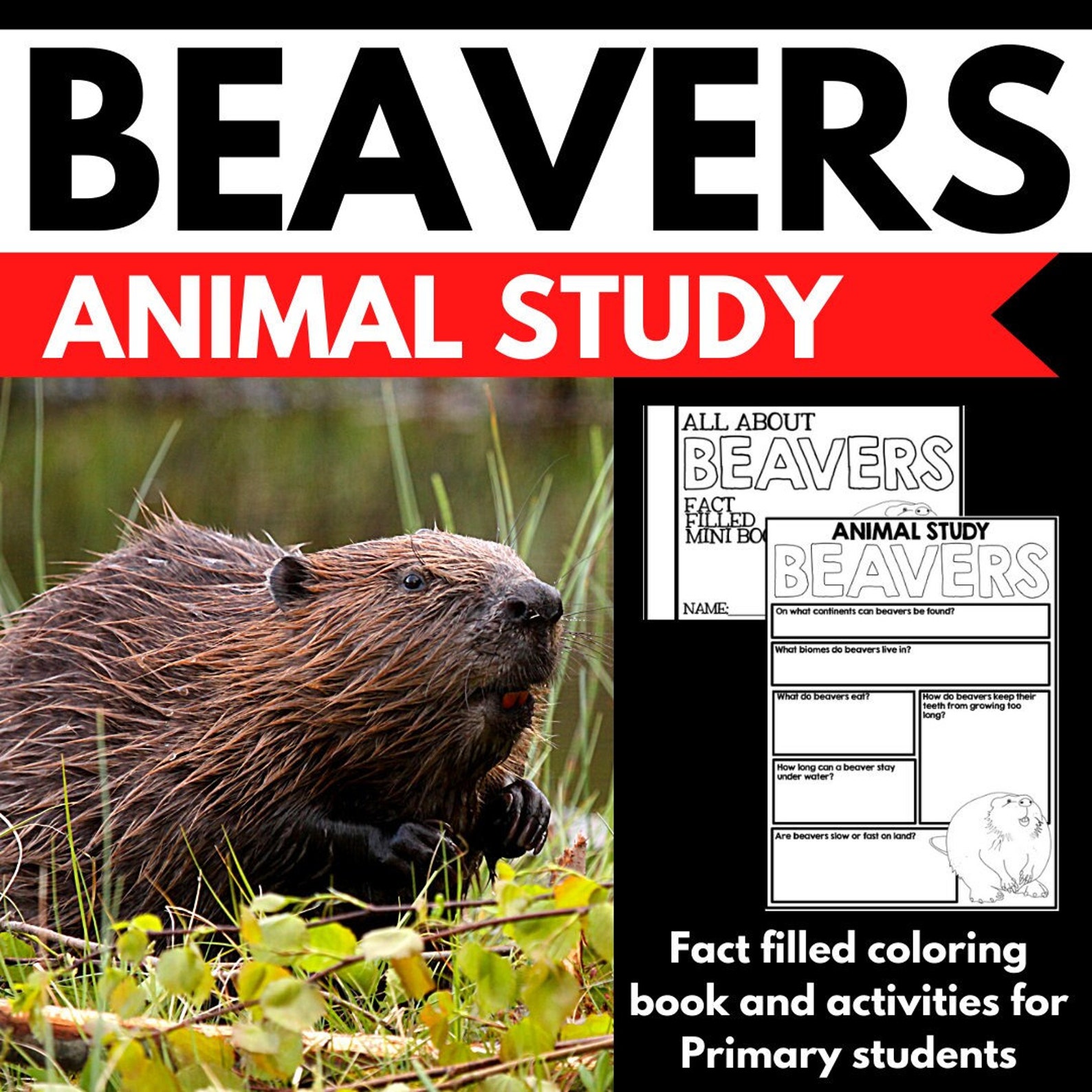 All About Beavers Research Project - Animal Study - Beaver Facts ...