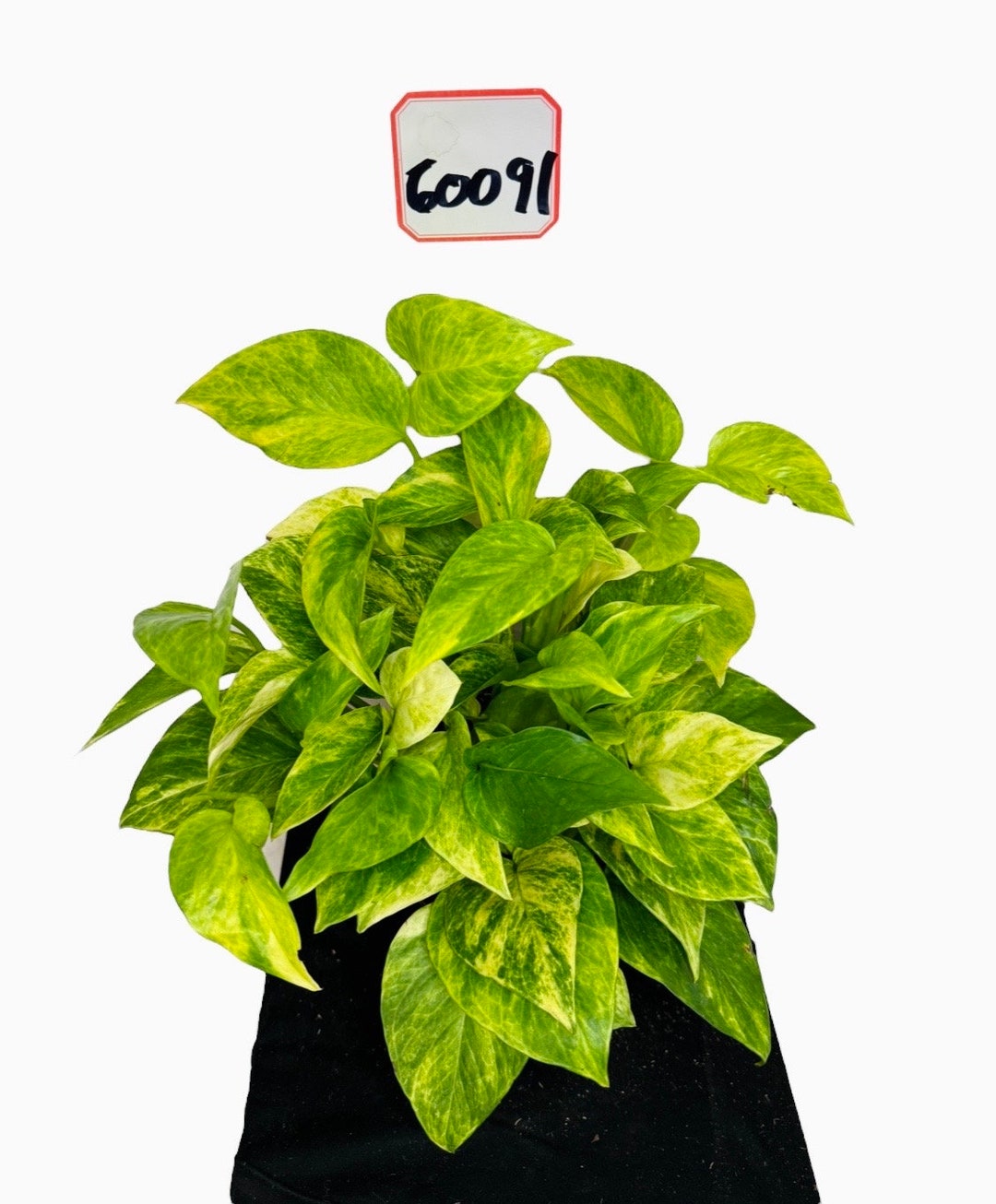 Rare High Voltage Neon Pothos Variegated Epipremnum Aureum or Neon ...