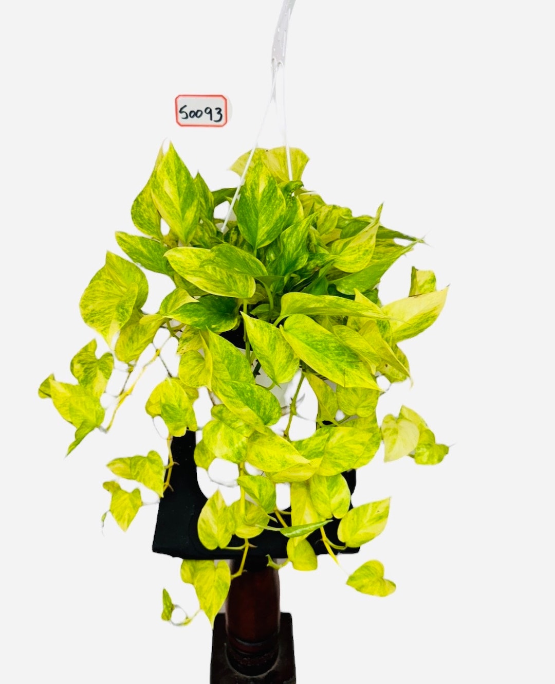 Rare High Voltage Neon Pothos Variegated Epipremnum Aureum or Neon ...