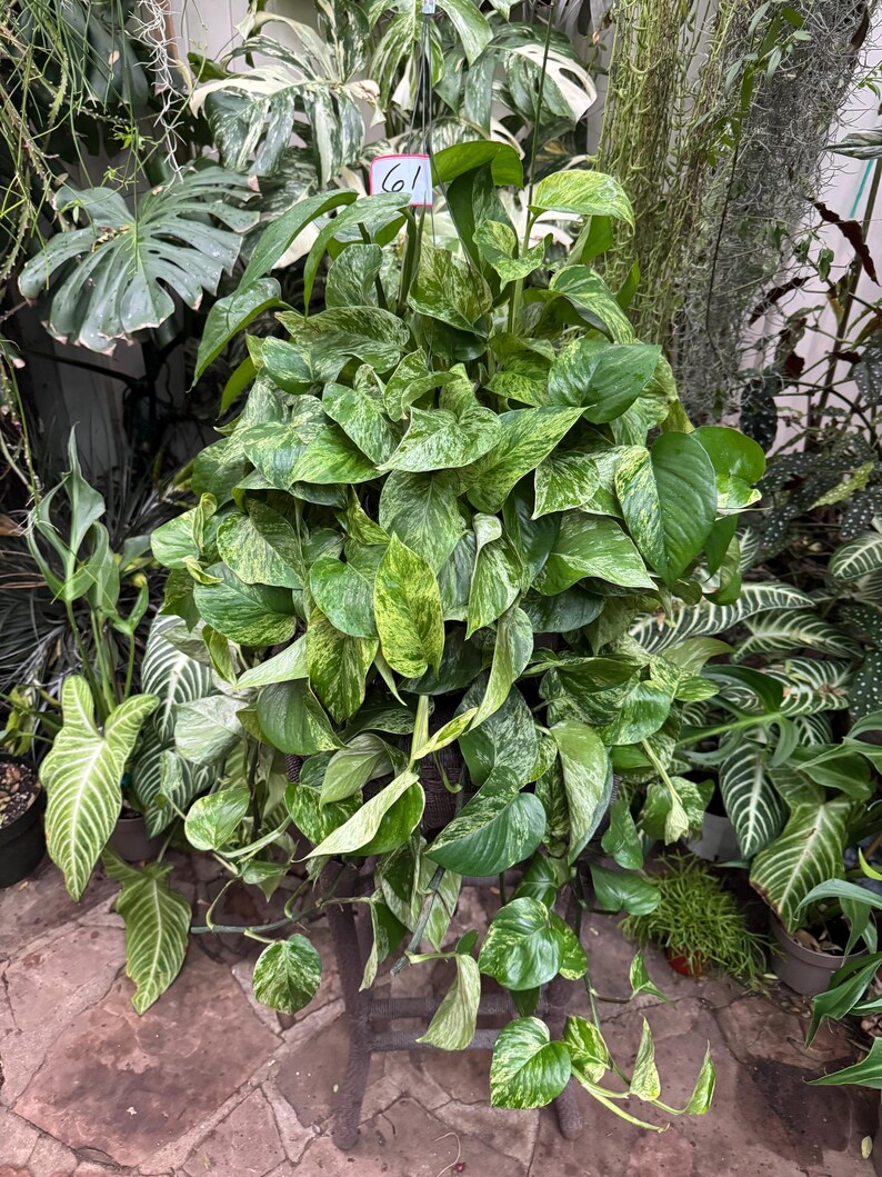 Marvel Queen Pothos / Epipremnum Aureum 6 Inches Pot Very Full - Etsy