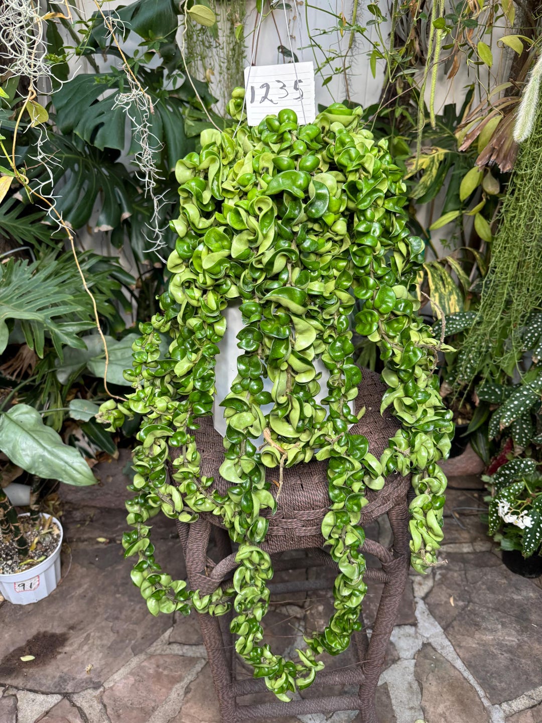 XL Hoya Hindu Rope 6 Inches Pot Very Full Plant - Etsy