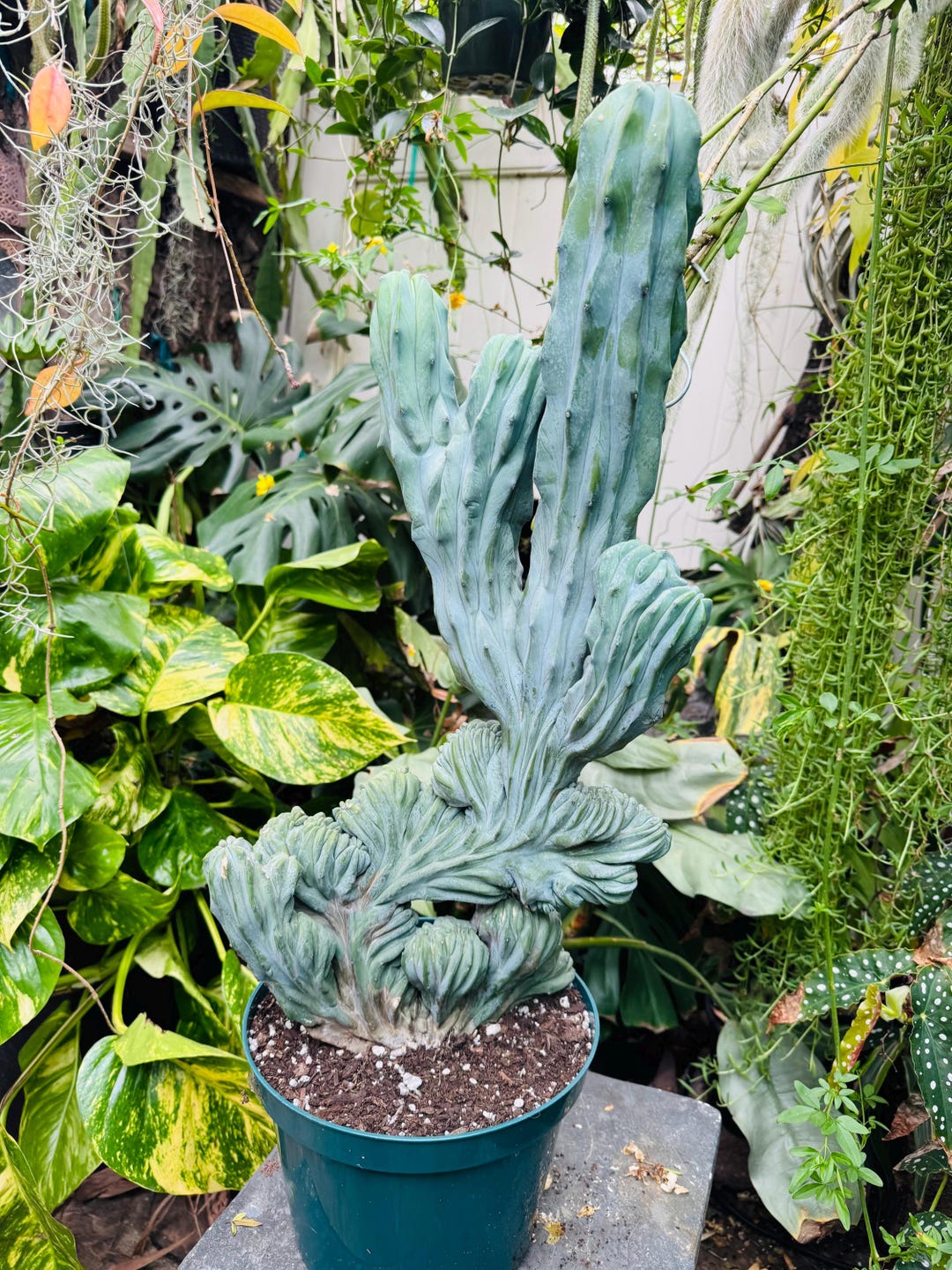 XL Stunning Blue Crest Cactus / Myrtillocactus Geometrizans Cristata ...