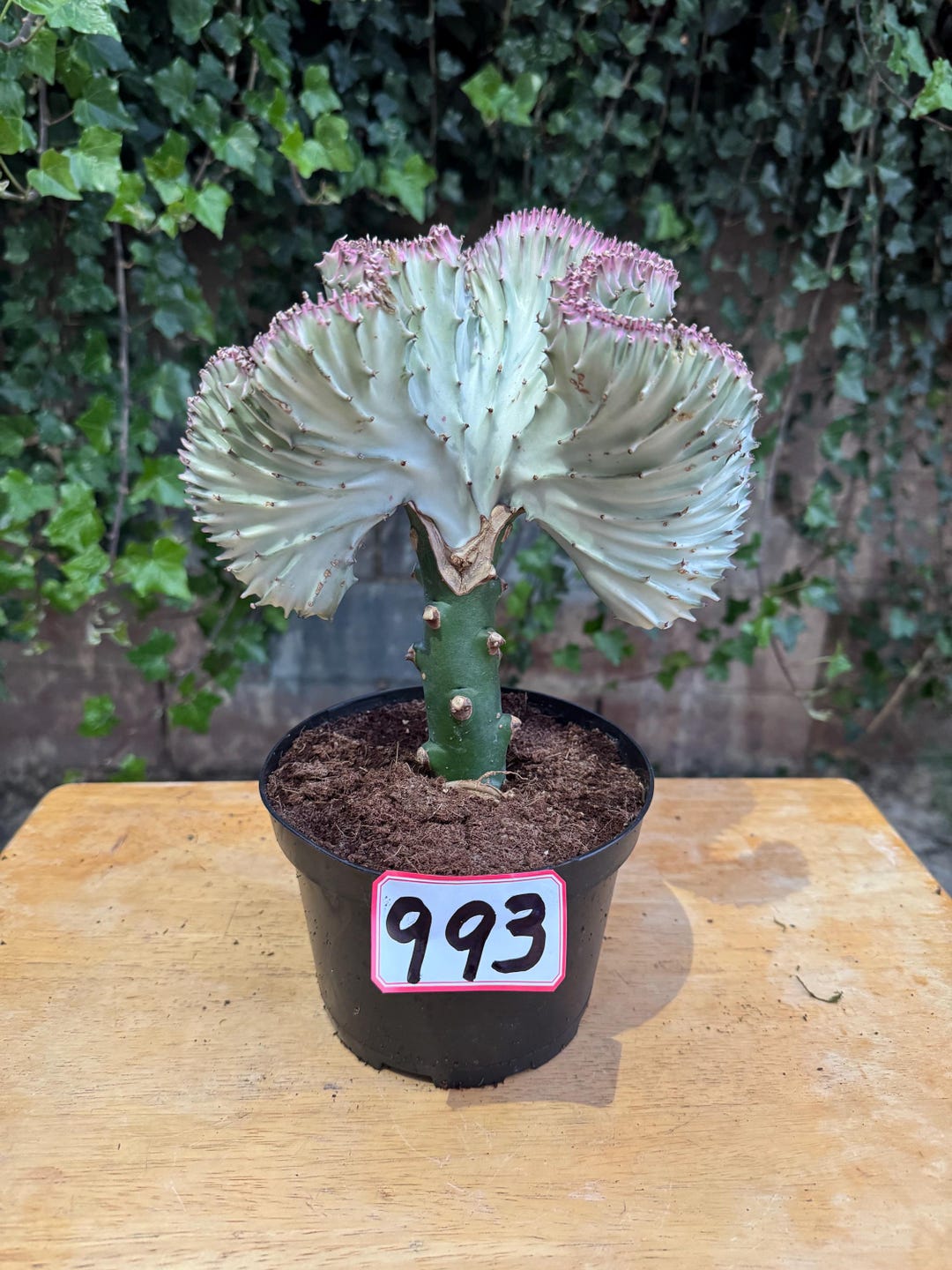 Coral Cactus Euphorbia Láctea Mermaid's Tails Euphorbia Cresta Pink 6 ...