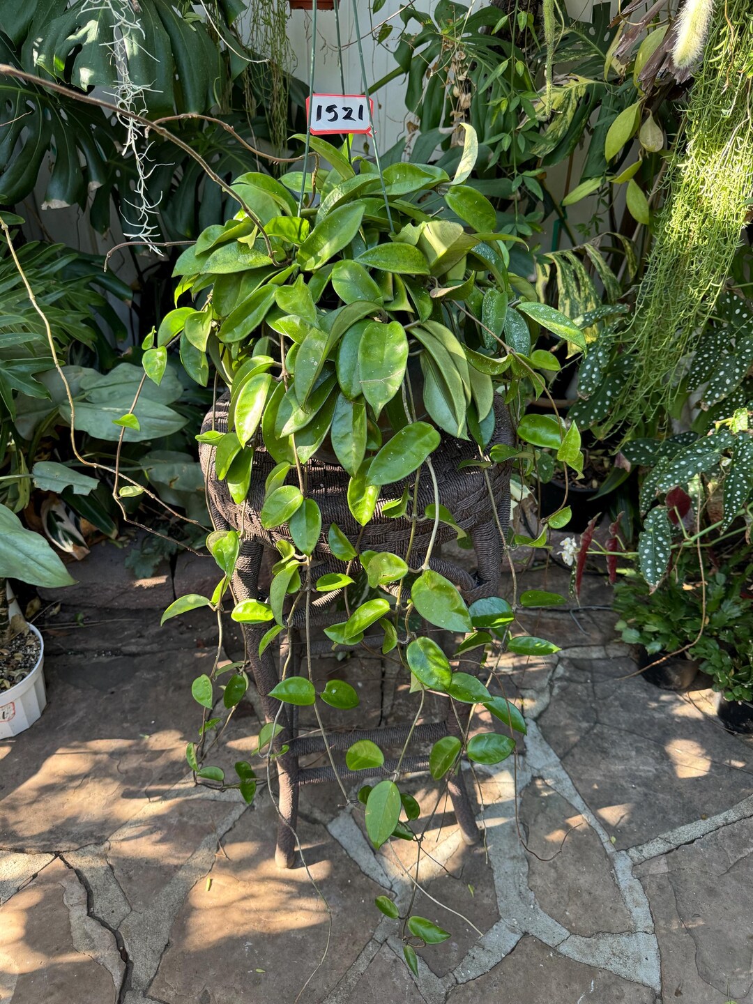 Large Jade Hoya 6 Inches Pot - Etsy