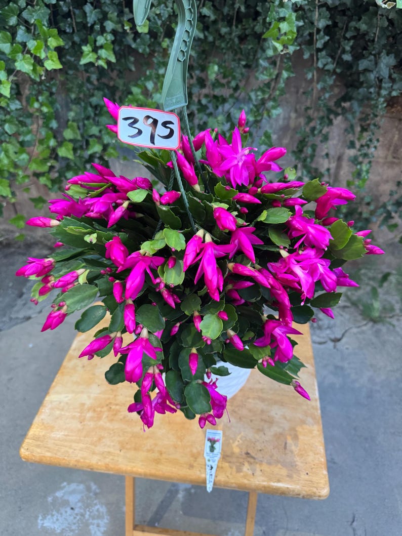 Thanksgiving Cactus Collection / Schlumbergera Truncata Thor Sharon ...