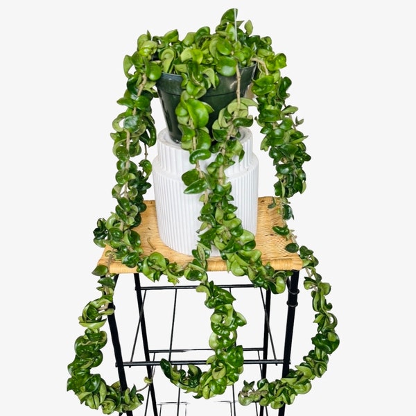 Hindu Rope Plant - Etsy