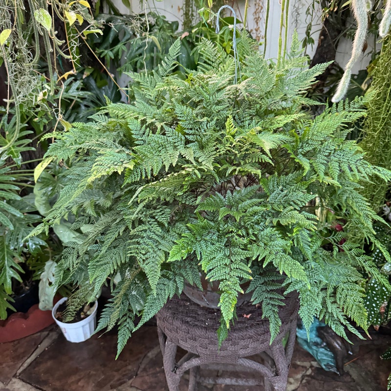 Rabbit Foot Fern - Etsy