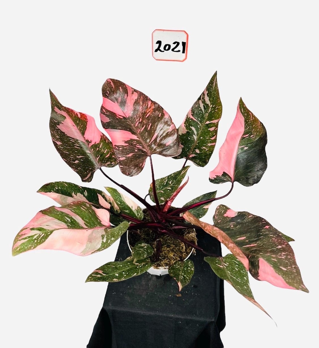 Philodendron Pink Princess Marble Galaxy 6 Inches Pot - Etsy