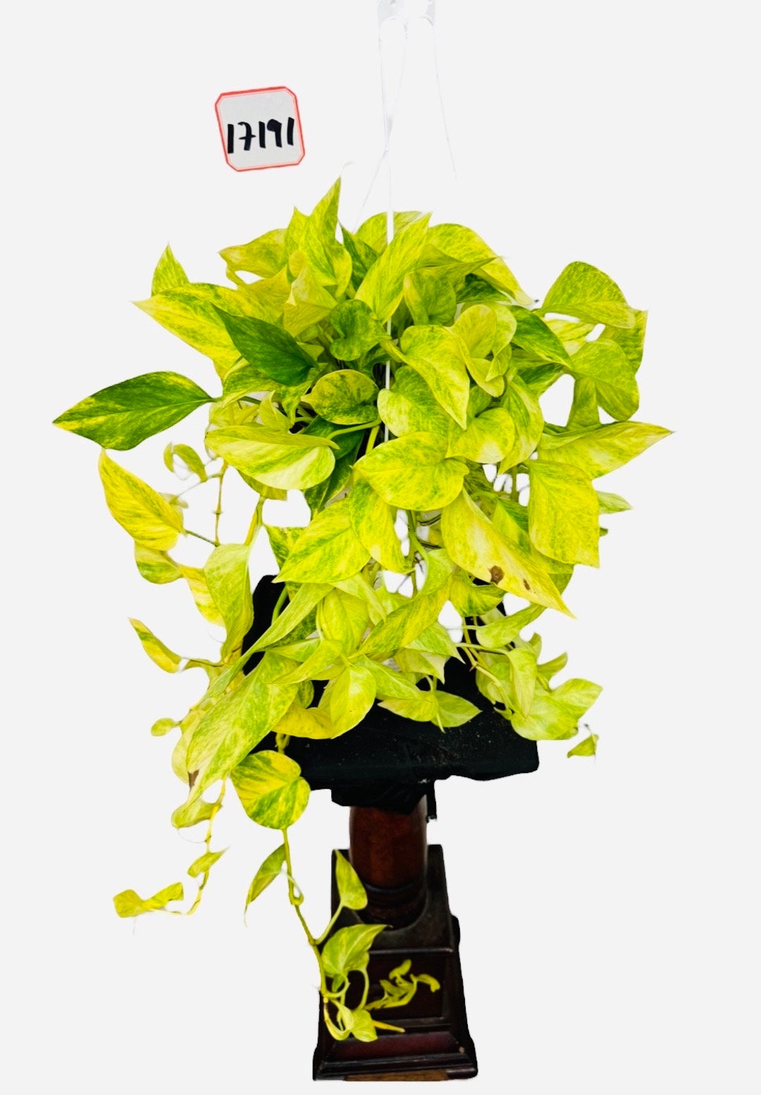 Rare High Voltage Neon Pothos Variegated Epipremnum Aureum or Neon ...