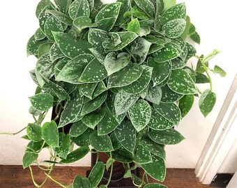 Silver Anne Pothos - Etsy