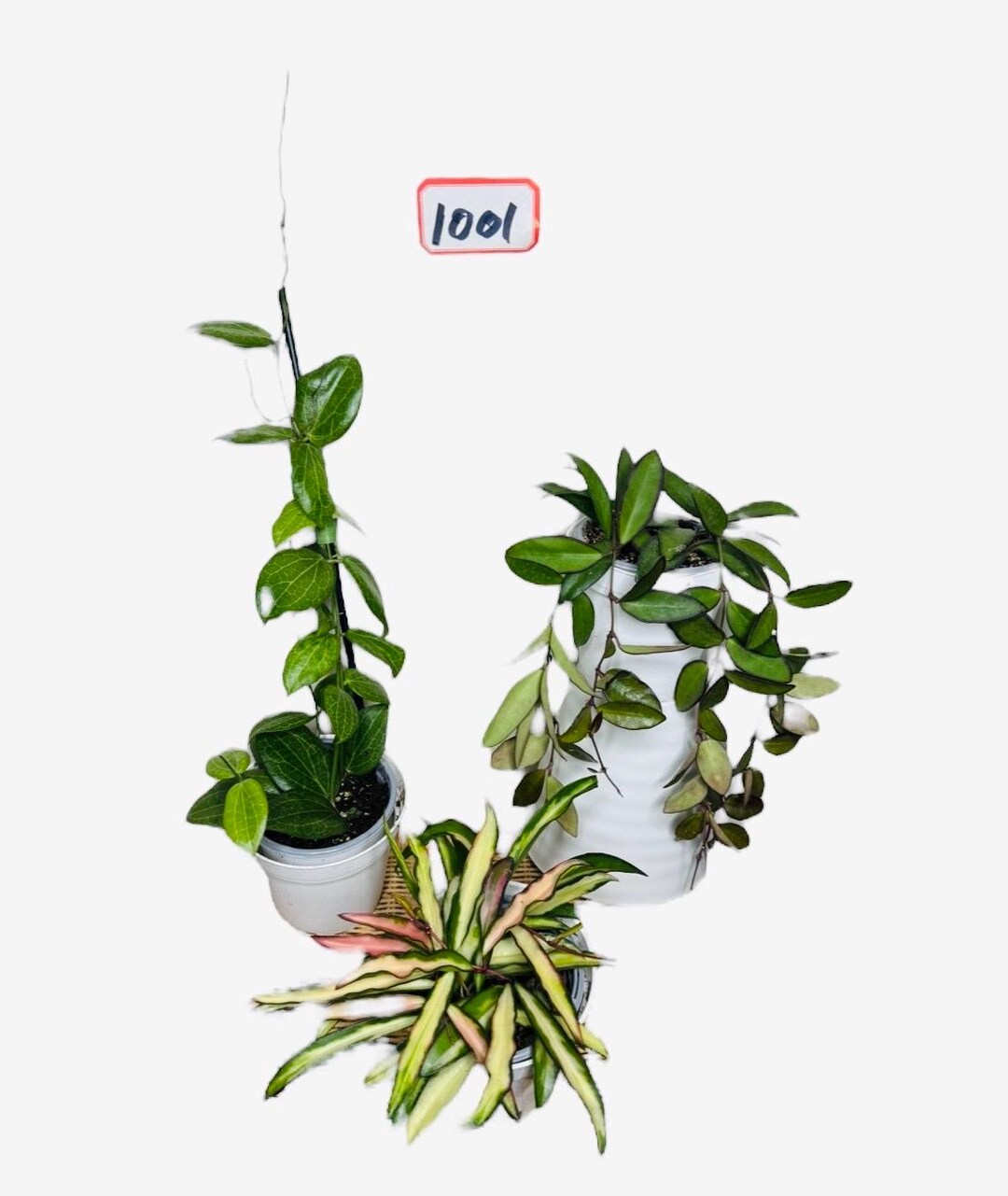 Hoya Collection Three Different Varieties Hoya Rosita / Fitchii ...